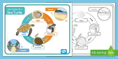 Early Childhood Label the Sea Turtle Cut and Paste Worksheet