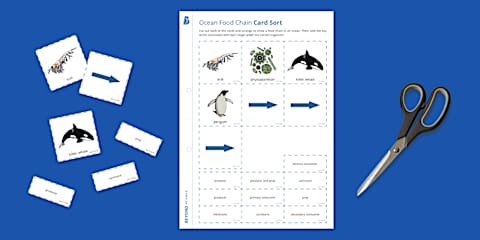 Ocean Research Worksheet for K-2nd Grade