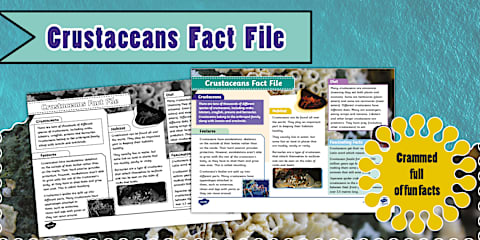 Cachalot Fact File
