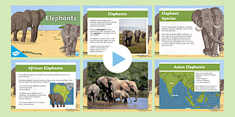 All About Elephants Differentiated Reading Comprehension