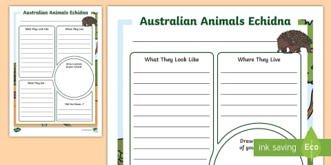 Australian Animals Kookaburra Information Report Writing Template