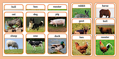 Comparing Wild and Domestic Animals Discussion Prompt Poster