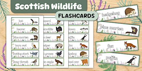 Scottish Wildlife Group Names and Activities Early Level Resource Pack