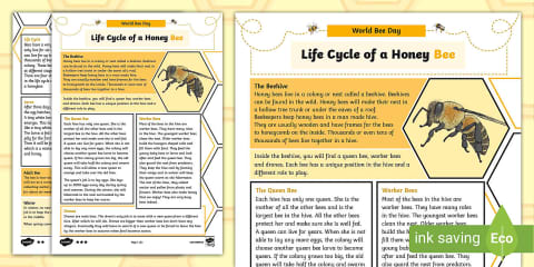 The Life Cycle of a Honey Bee Colouring Activity Poster