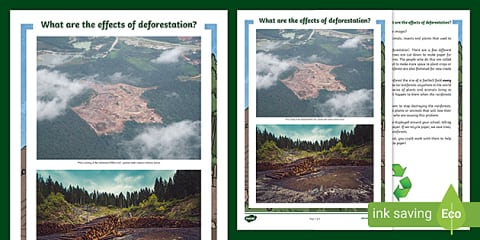 Deforestation in the Amazon Rainforest Assembly
