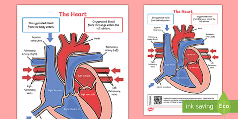 Heart Labelling Activity