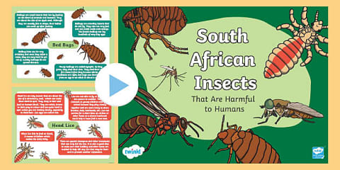 Grade 3 Life Skills Term 2 How Insects Help Us Fact Cards (CAPS Aligned)