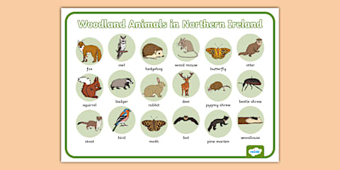 Ice Age Animals Fact File Template