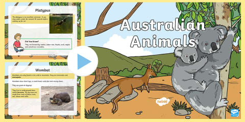 Australian Animal Report Worksheet - Animal, Report, Investigate