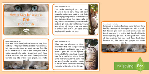 Pet Care of a Cat Differentiated Reading Comprehension Activity