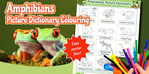 Life Stages of a Ladybug Diorama Labelling Activity