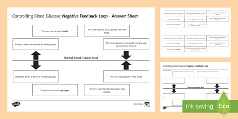 Homeostasis Revision Activity