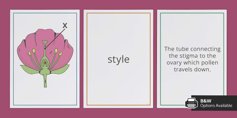 Pollinators Display Poster