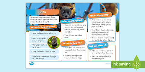 Bat Information Fact Cards