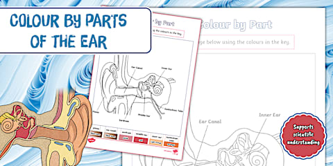 SEE (Environment and Sustainable Living) Irish Bogs Formation of a Bog ...
