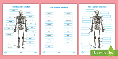 Muscle Labelling Activity - Resource | Muscular System Label