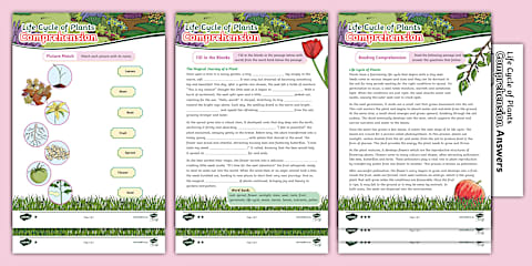 The Life Cycle of a Flowering Plant Maze