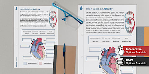 The Heart Differentiated Worksheets