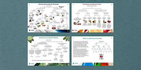Design Your Own Dichotomous Key Worksheet | Twinkl