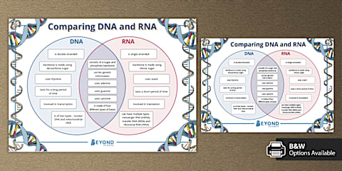 RNA and DNA Venn Diagram Activity