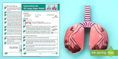 The Respiratory System Labelling Activity Sheet