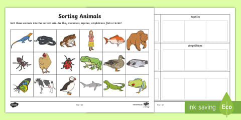 Animal Groups | Animal Classification Introduction Activity