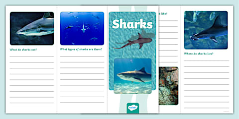 Sharks Non-Chronological Report Template