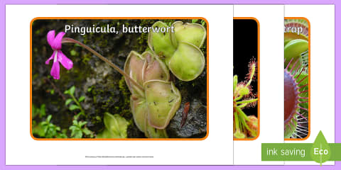 Design a Carnivorous Plant Worksheet