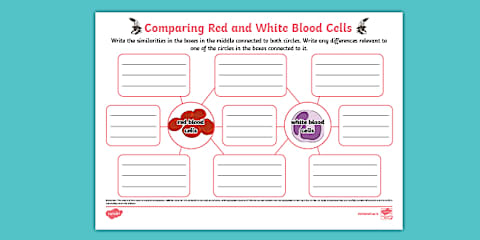 White Blood Cells KWL Graphic Organizer for 6th-8th Grade