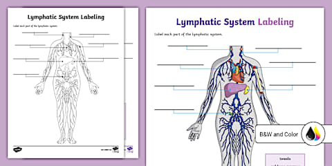 Fourth Grade Human Body Systems Test
