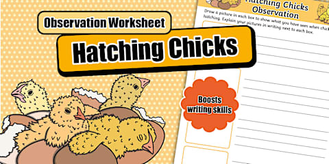 Kindergarten Chick Hatching Sequence and Write Worksheet