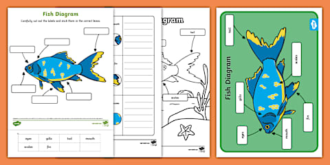 Fish Drawing with Labels (Under the Sea)