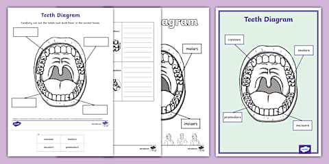Types of Teeth Circles Booklet