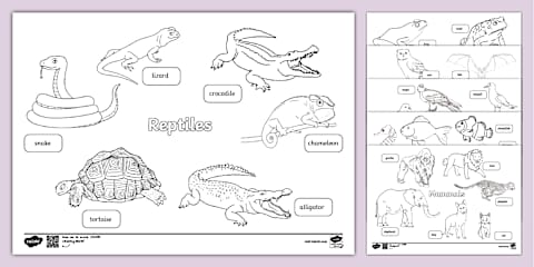 Animal Groups Display Poster Photos