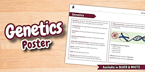 DNA Display Poster