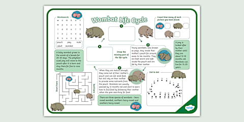 Life Cycle of a Wombat Display Poster | Australian Animals