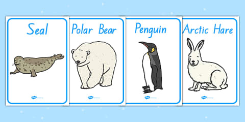 북극 동물 디스플레이 포스터 Polar Regions Animals Display Posters