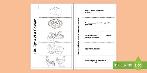 Second Grade Chicken Life Cycle Reading Passage Comprehension Worksheet