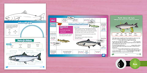 Salmon Life Cycle Poster