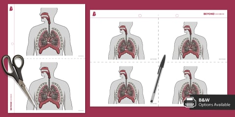 Respiratory System Matching Cards
