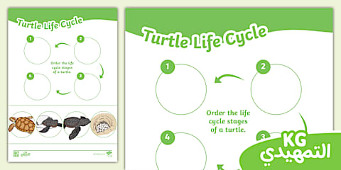 KS1 The Life Cycle of a Sea Turtle PowerPoint