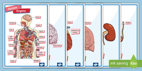 Organ Map | Diagram of Human Body Internal Organs Functions