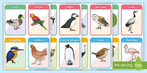 Birds Flashcards - Dual Language _ Hindi / English