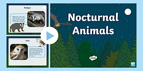 Nocturnal and Diurnal Australian Animals Sorting Activity