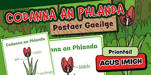 Summer Ice Cream Reading Comprehension Gaeilge