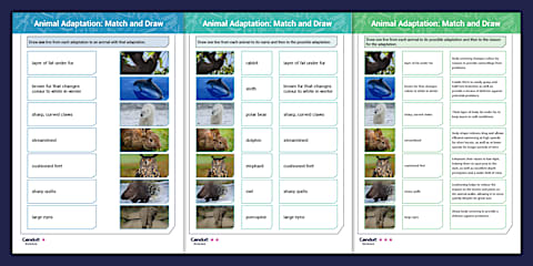 Adaptation Worksheet