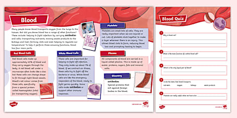 Circulatory System Flowchart Display Poster and Worksheet Pack