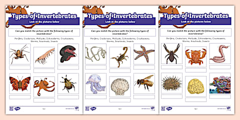 Invertebrates Sorting Activity
