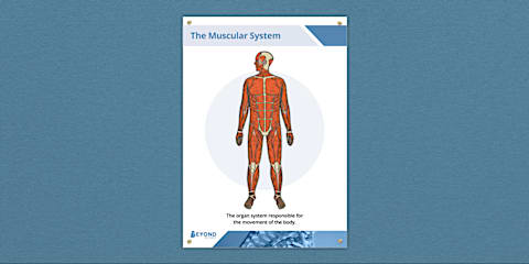 Human Muscles KS2 Labelling Activity