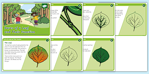 Parts of a Leaf Labelling Activity